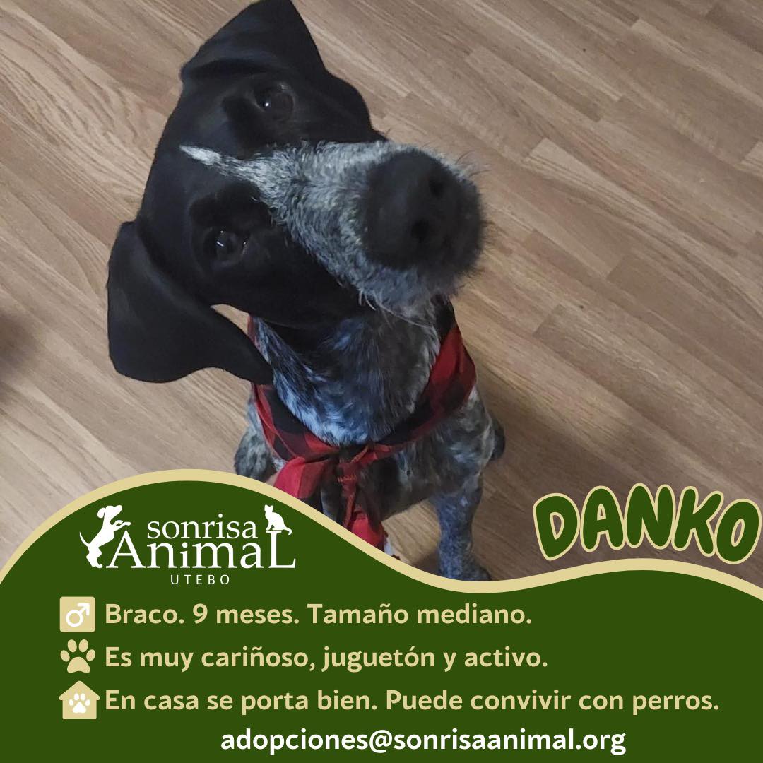 Perros – Sonrisa Animal | Utebo